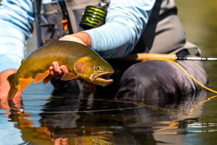 1st Gen Isuzu Trooper: Budget 4x4 For Real Off-roading - offroadium.com